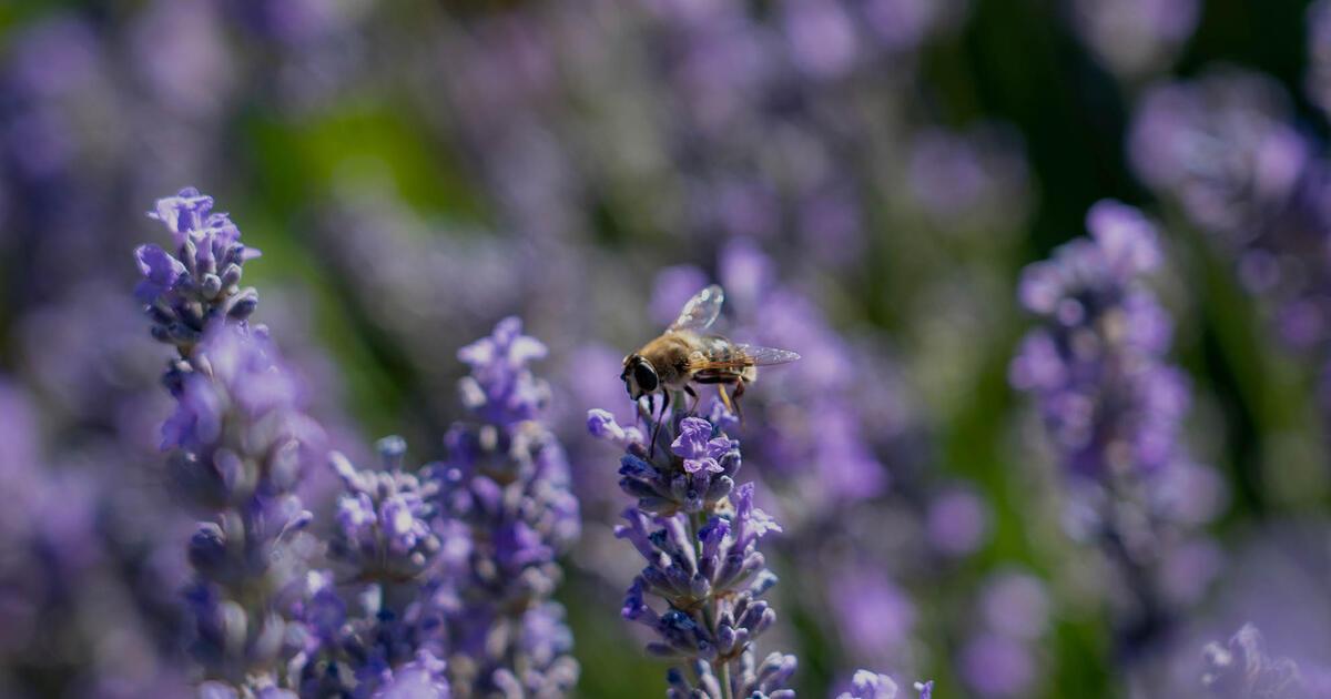 Ecology & Biodiversity | BMD